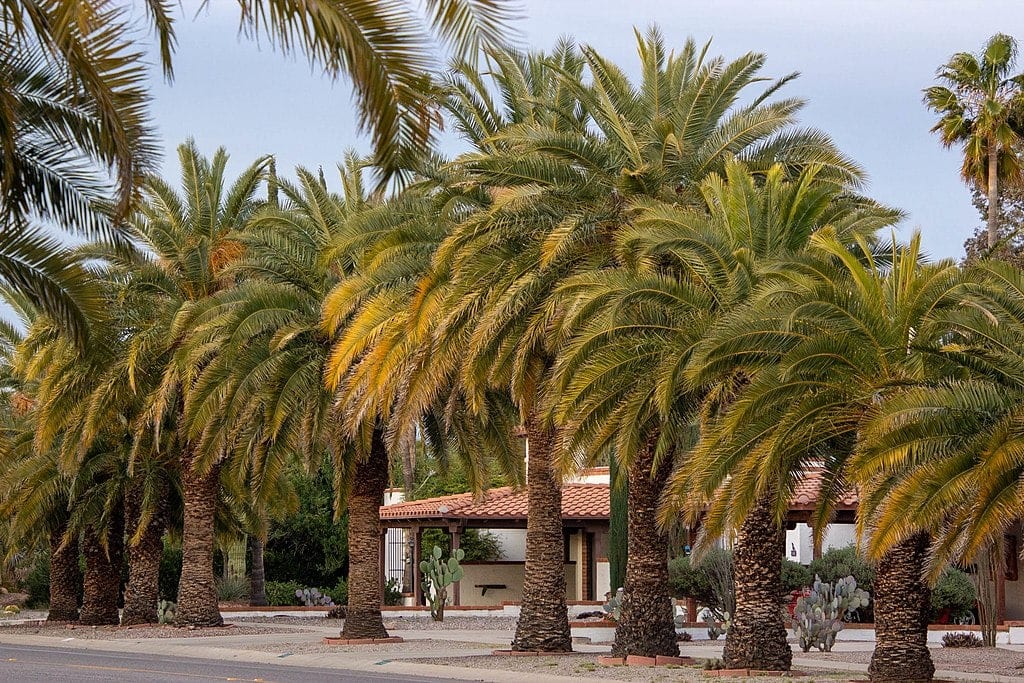 Palm Tree Vs Coconut Tree What s The Difference with Pictures 