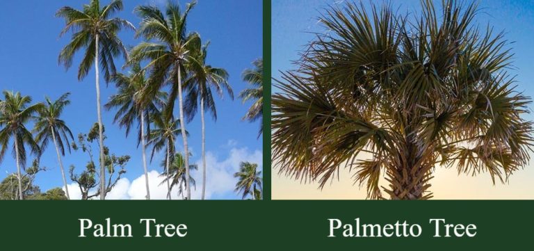 Palm Tree vs Palmetto Tree: What’s the Difference? (With Pictures ... Palm Tree vs Palmetto Tree: What’s the Difference? (With Pictures ...