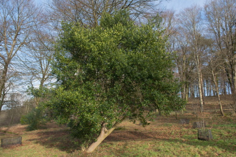 25 Different Types Of Holly Trees with Pictures House Grail
