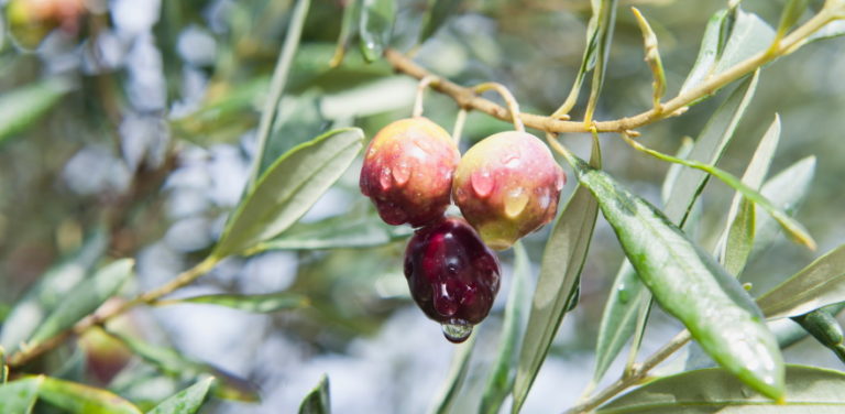 15 Different Types Of Olive Trees With Pictures House Grail
