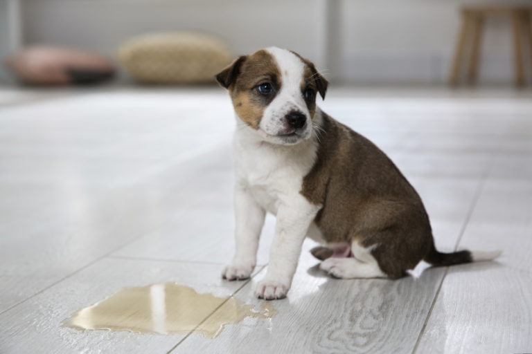 6 Ways to Neutralize Dog Urine Odors (with Pictures) | House Grail 6 Ways to Neutralize Dog Urine Odors (with Pictures) | House Grail