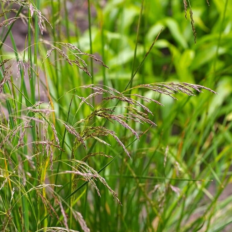 11 Grasses That Grow In Shade With Pictures House Grail