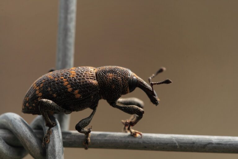 How To Get Rid Of Weevils In Your Garden 7 Methods That Work House Grail