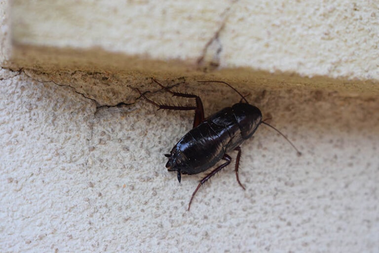 6 Different Types Of Cockroaches In Hawaii With Pictures House Grail