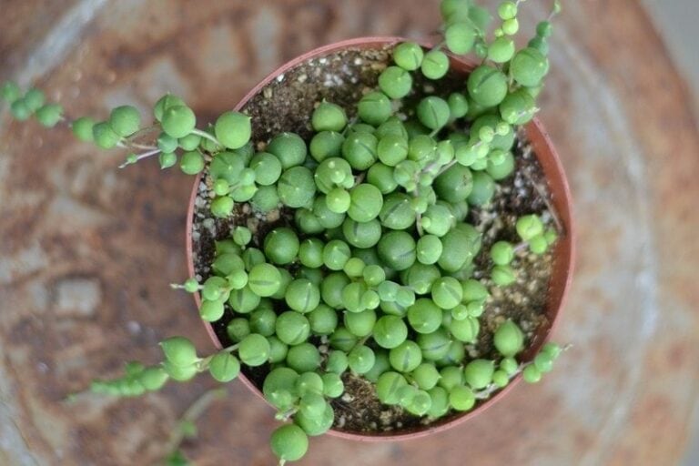How Fast Do String Of Pearls Plants Grow How To Grow Them Faster House Grail
