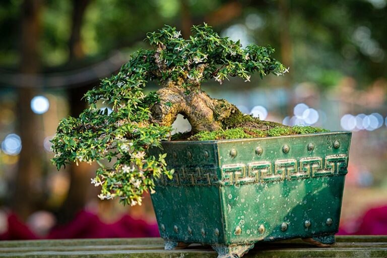 How Long Does It Take For A Bonsai Tree To Grow 2024 Guide House Grail