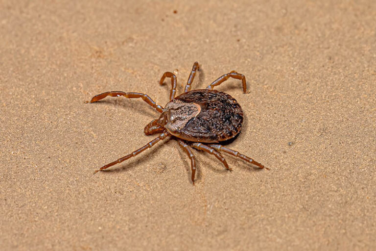 8 Types Of Ticks In Texas With Pictures House Grail